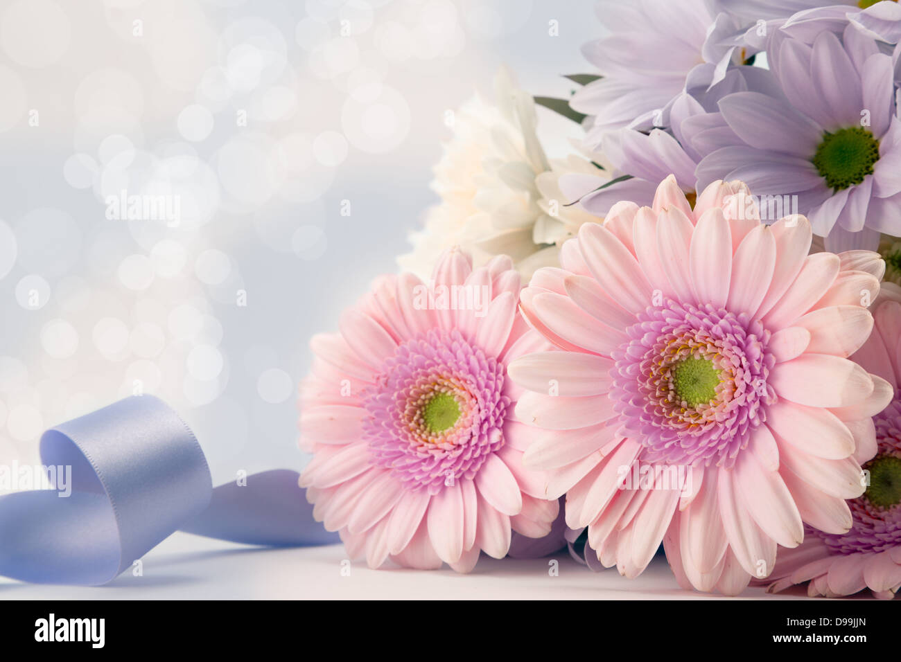 Pink gerbera flowers with blue ribbon and soft diffused background ...