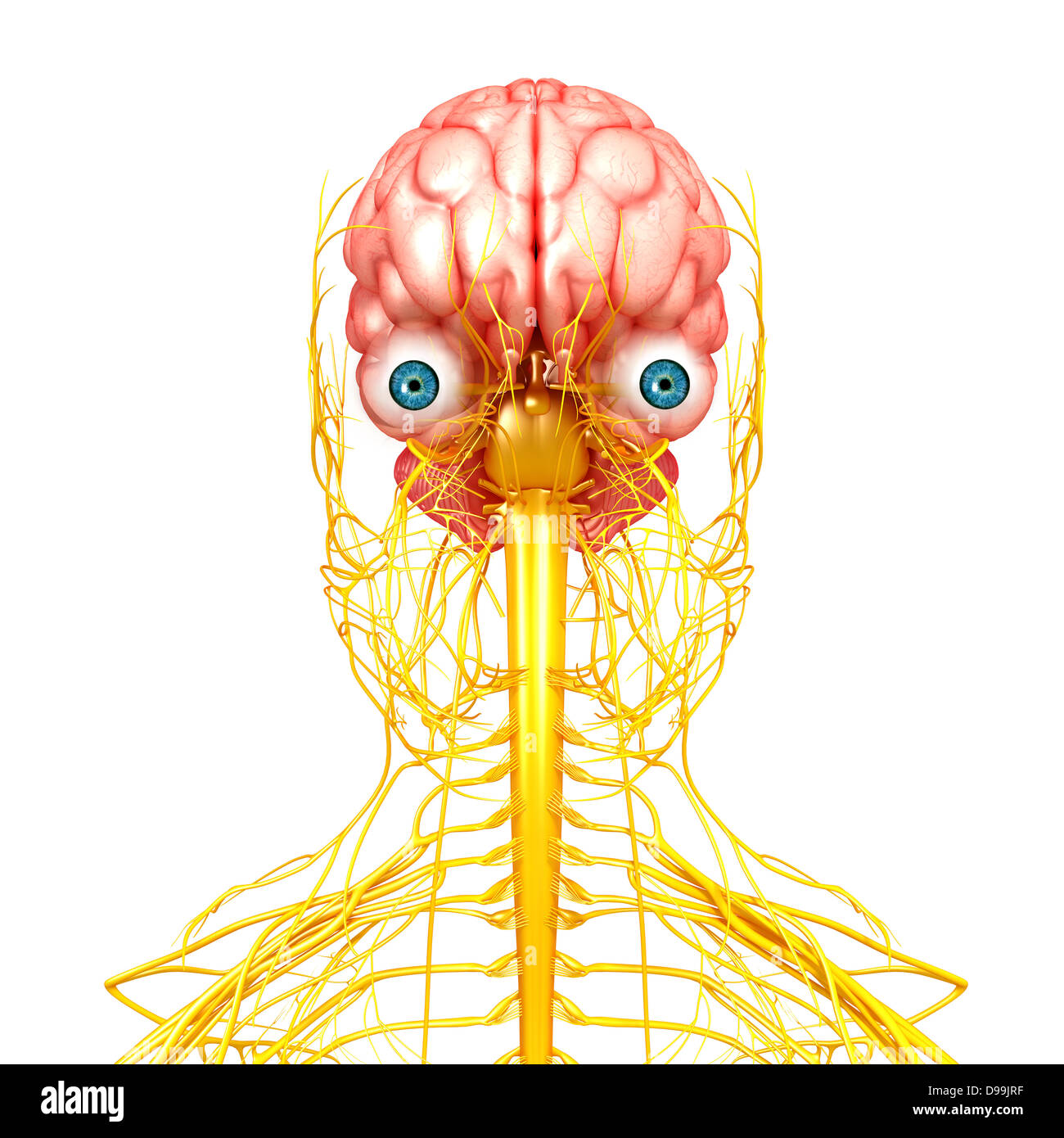 Nervous system of male head anatomy Stock Photo - Alamy