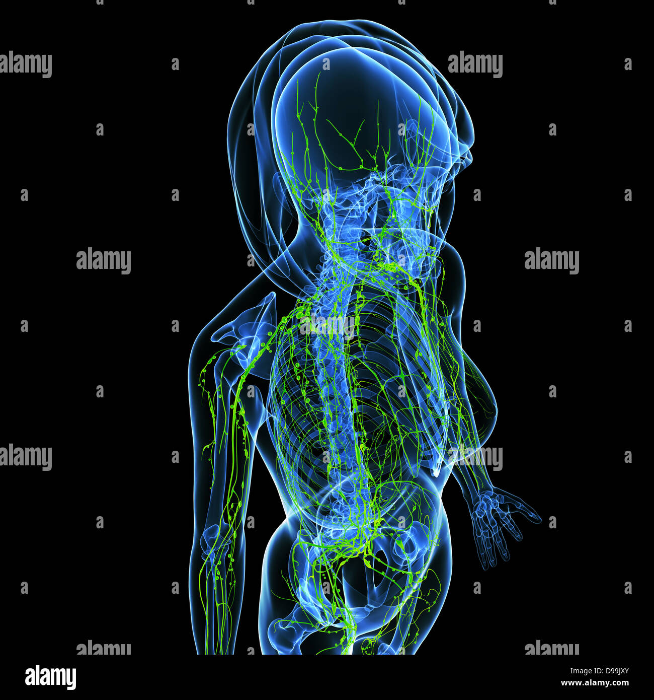 Lymphatic system of female body Stock Photo - Alamy