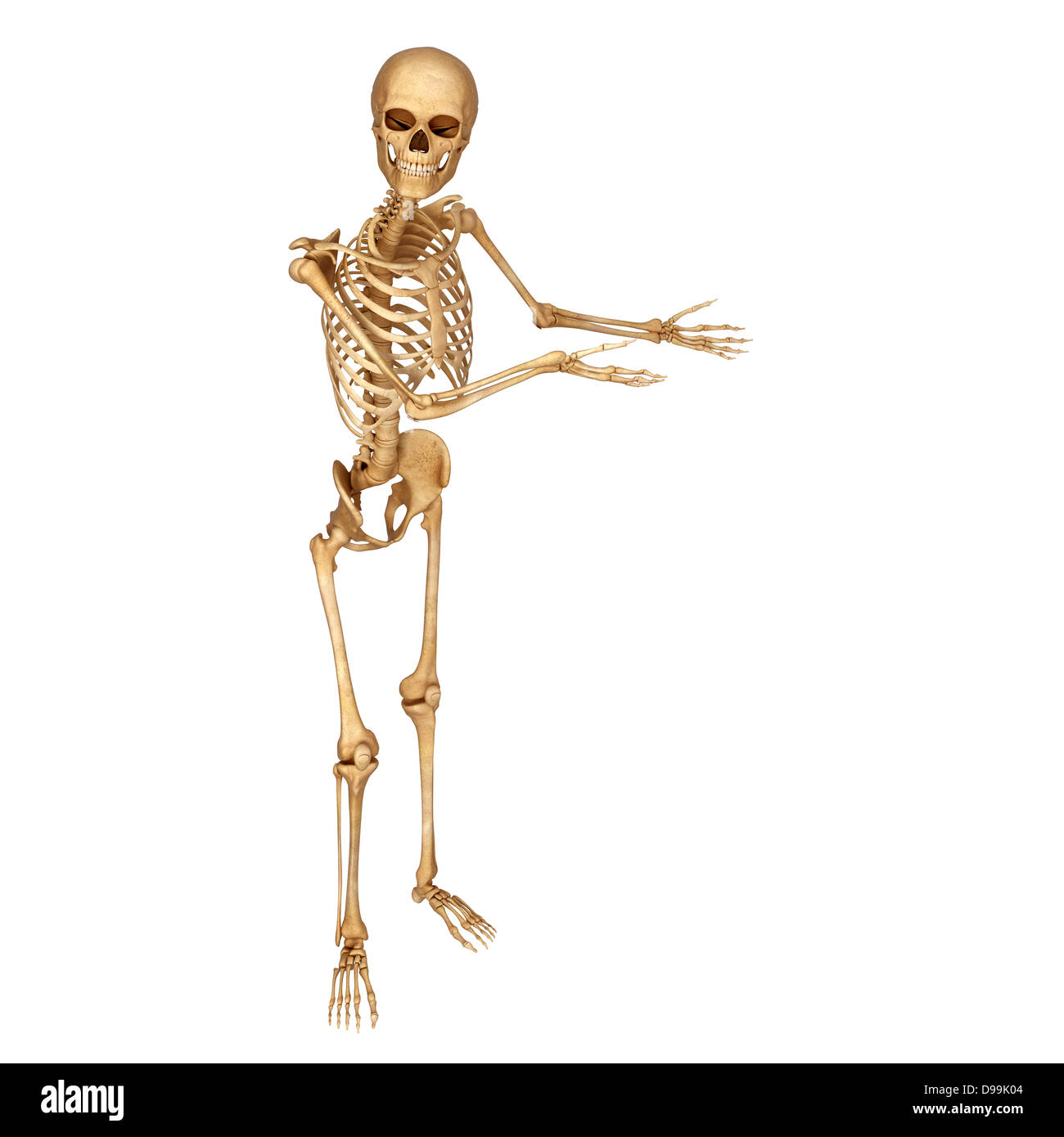 Skeleton skull with bones isolated with white Stock Photo - Alamy