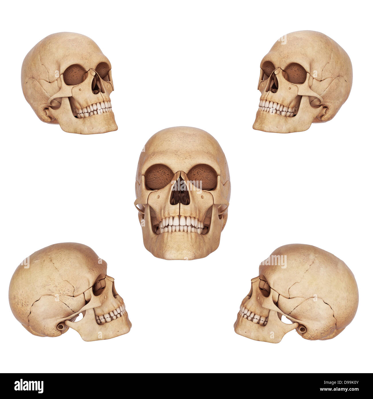 Human ancient bones icon Cut Out Stock Images & Pictures - Alamy