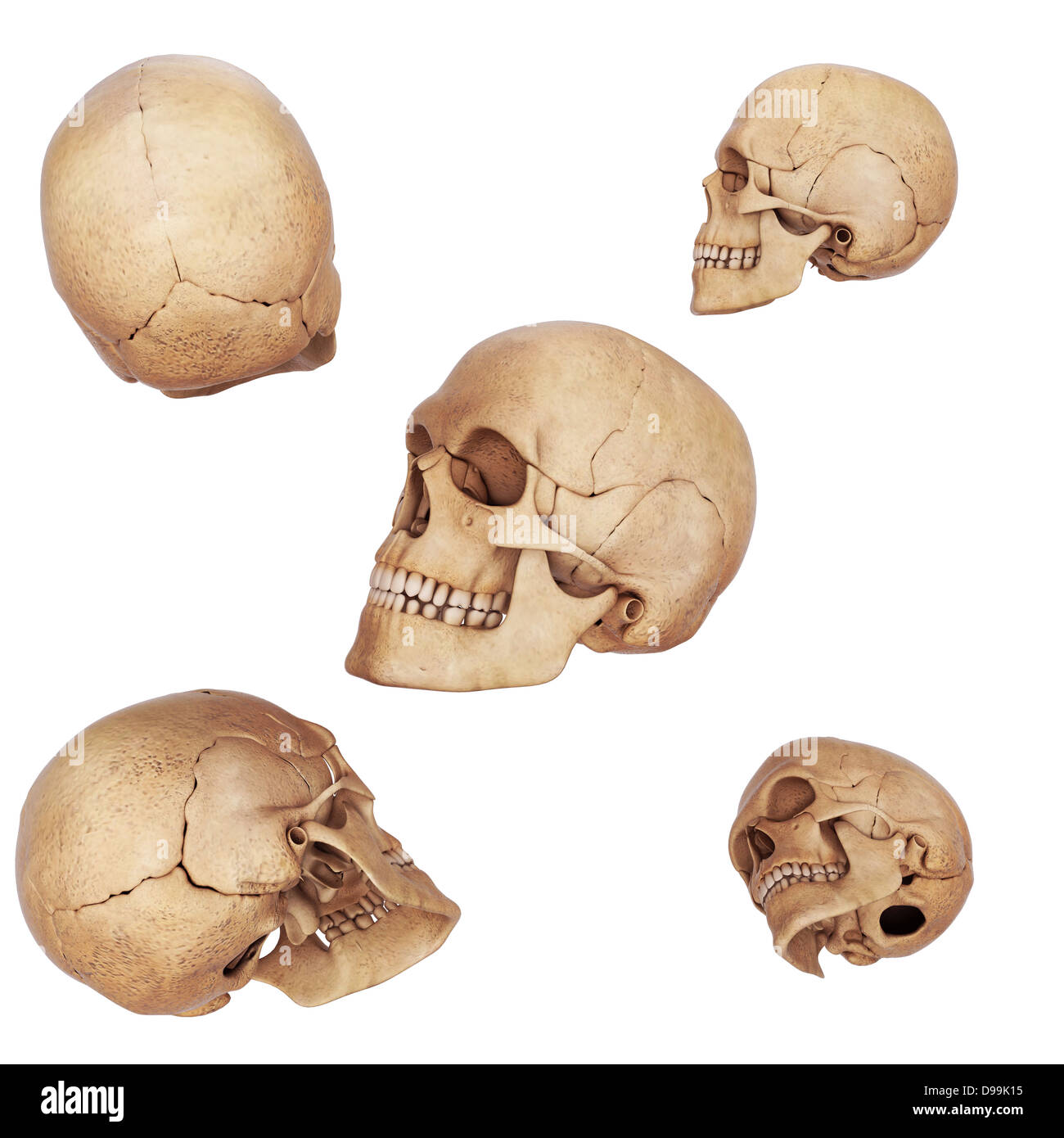 Skeleton skull with bones isolated with white Stock Photo - Alamy