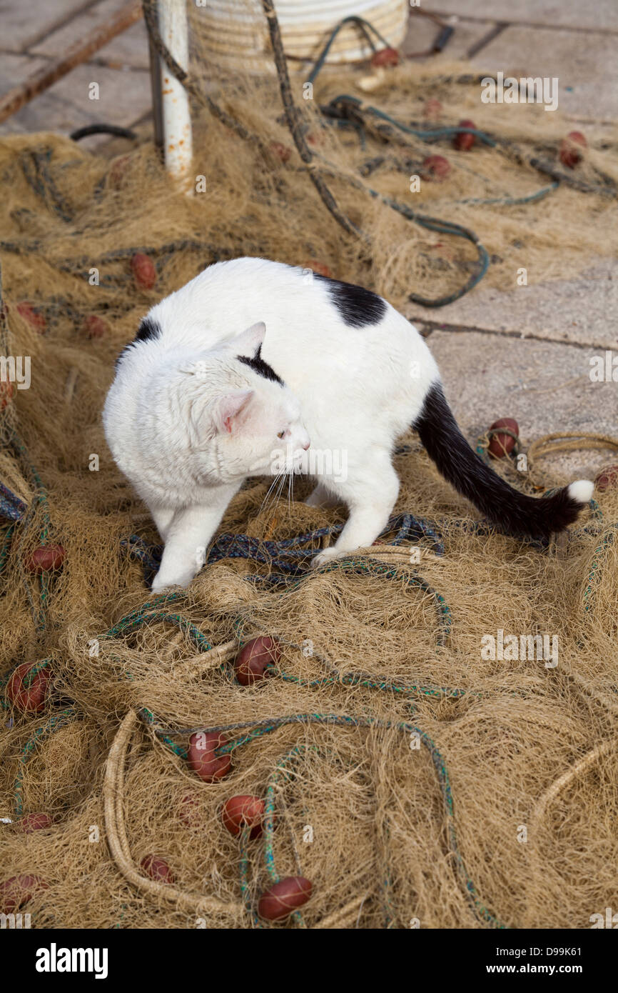 A Domestic cat in Sicily Stock Photo - Alamy