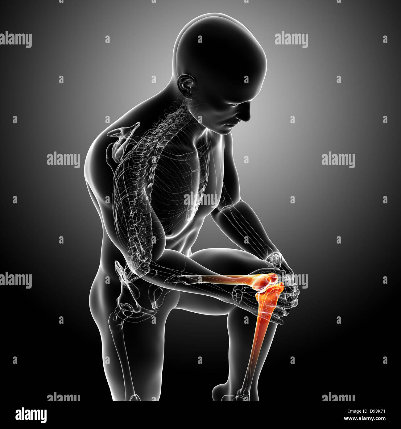 Sports anatomy hi-res stock photography and images - Alamy