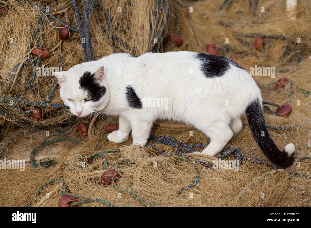 A Domestic cat in Sicily Stock Photo - Alamy