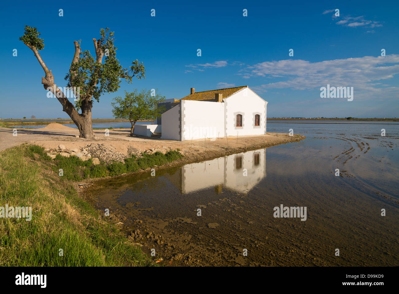 Classic Ebro delta landscape with its flooded rice paddies Stock Photo ...