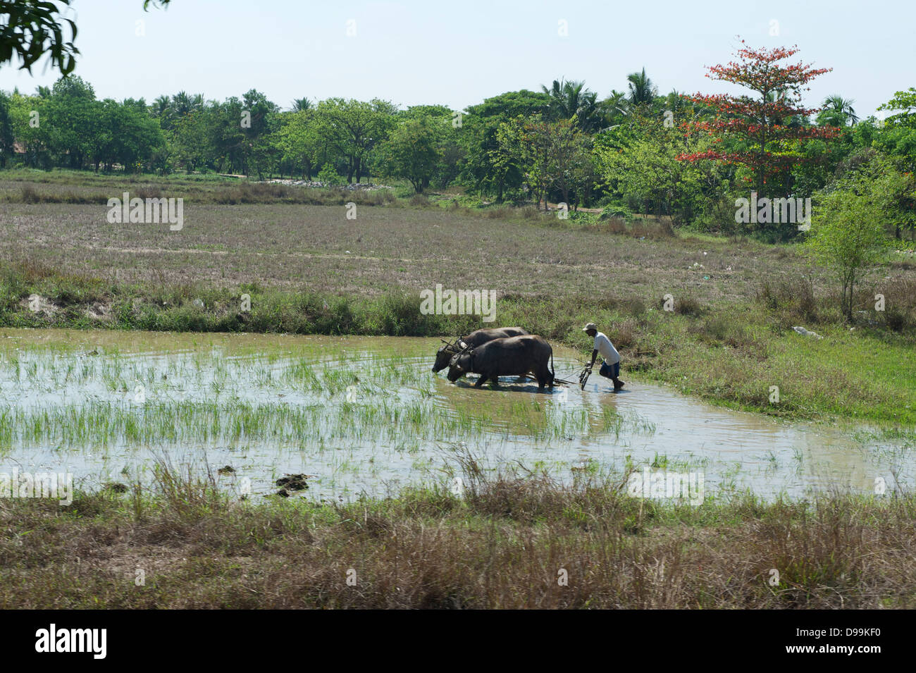 Train and fields hi-res stock photography and images - Alamy