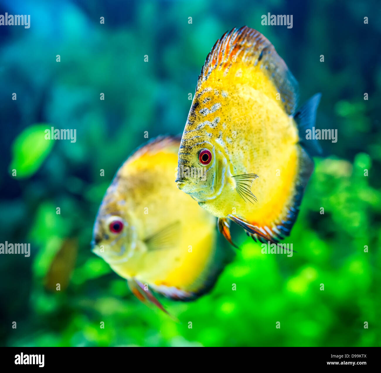 Symphysodon discus in an aquarium on a green background Stock Photo - Alamy