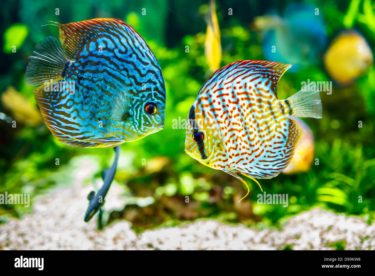 Discus fish hi-res stock photography and images - Alamy