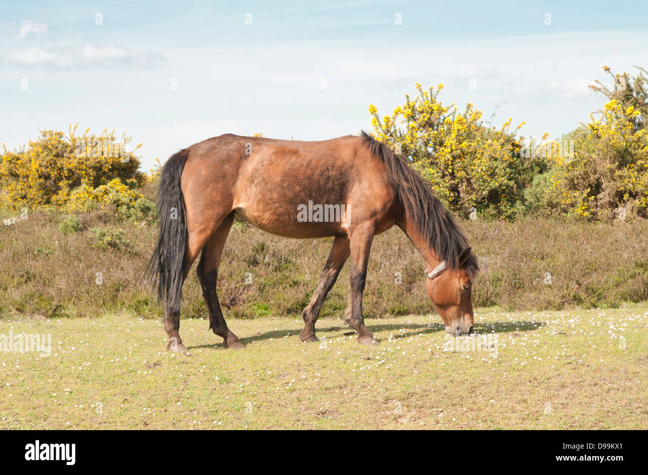 New forest pony in the New forest Stock Photo - Alamy