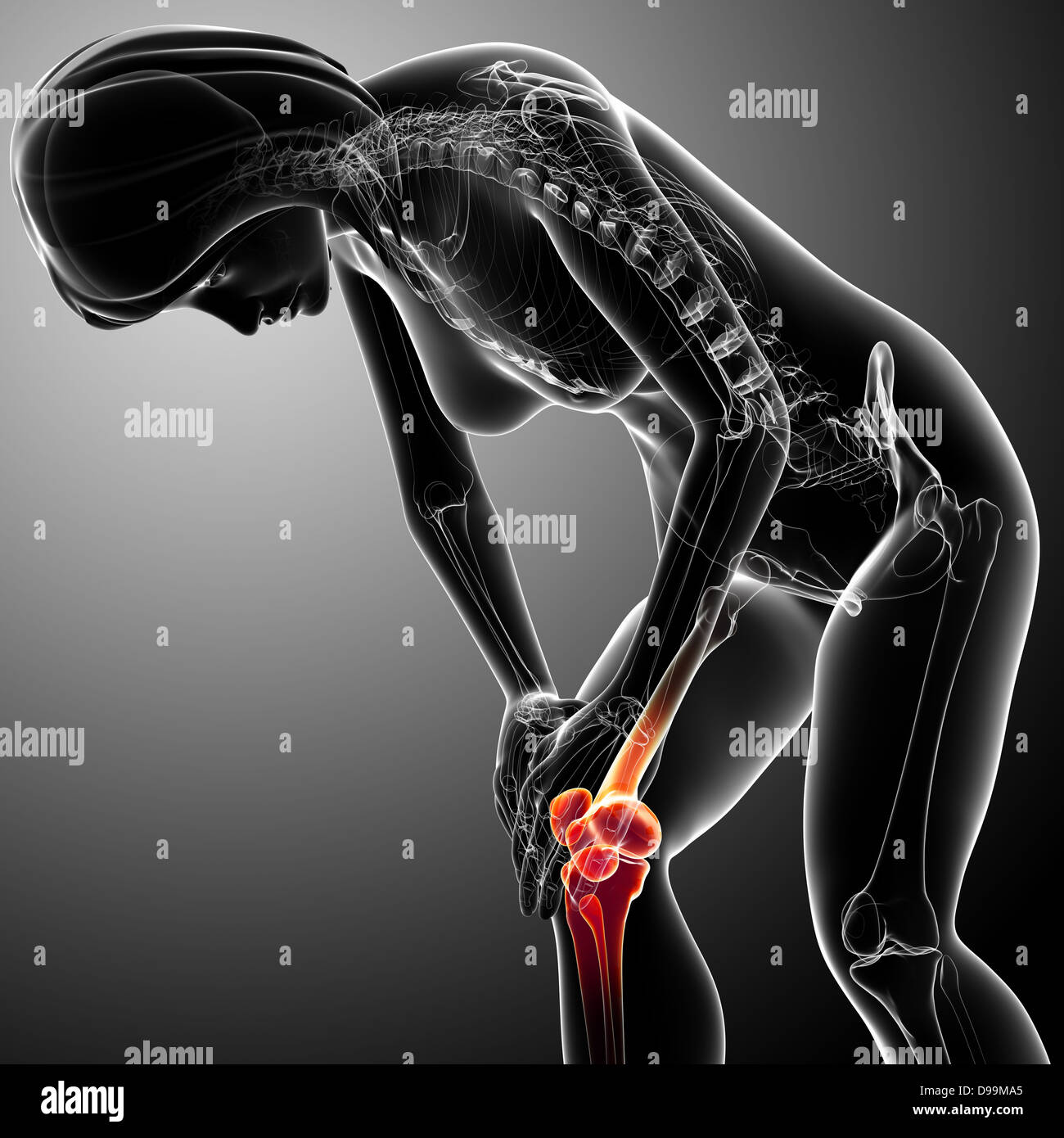 Human knee pain anatomy Stock Photo - Alamy