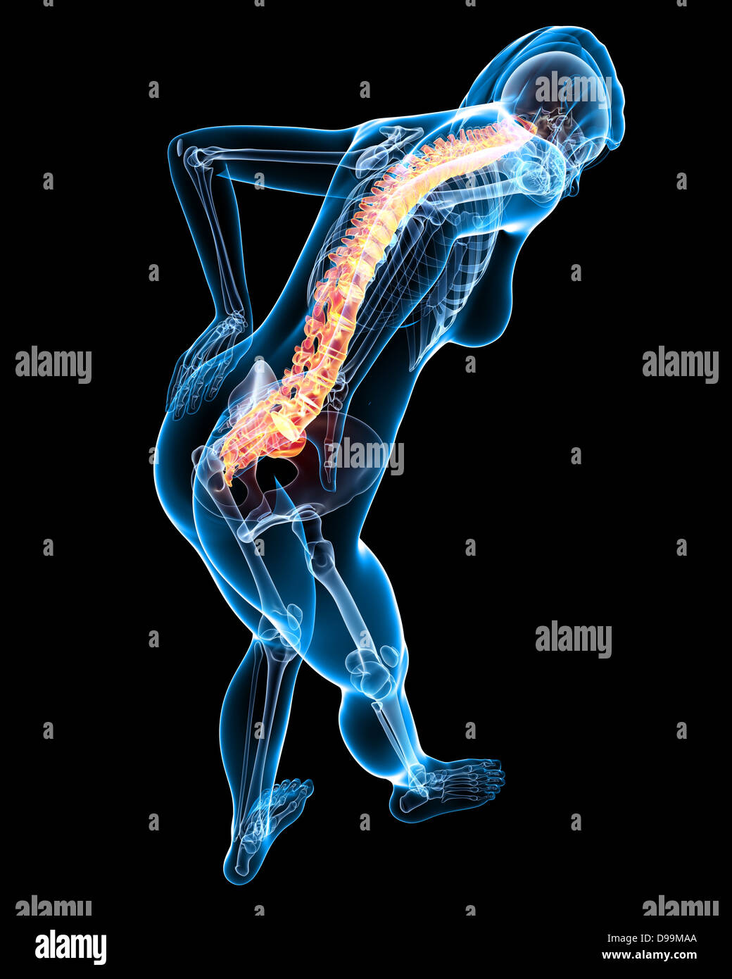 Human back pain anatomy Stock Photo - Alamy