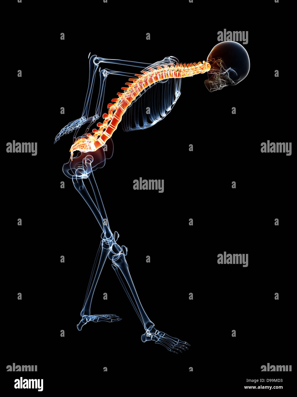 Human back pain anatomy Stock Photo - Alamy