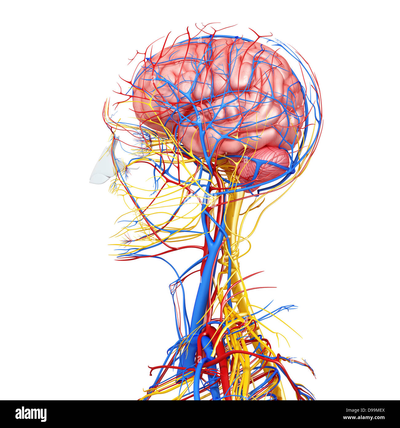 circulatory system of human head anatomy Stock Photo - Alamy