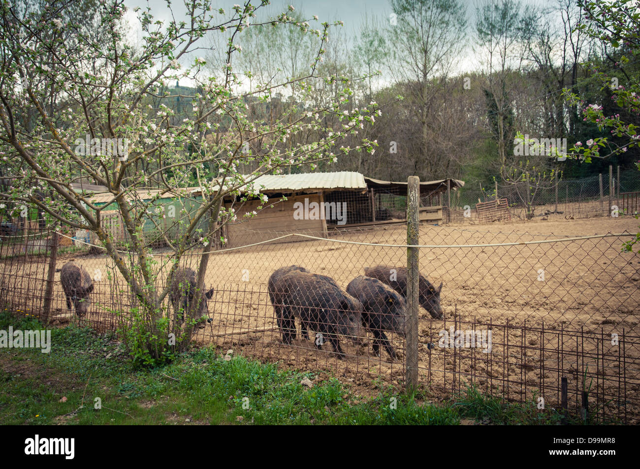 A wild boar raising farm near San Gimignano, Tuscany, Italy Stock Photo ...