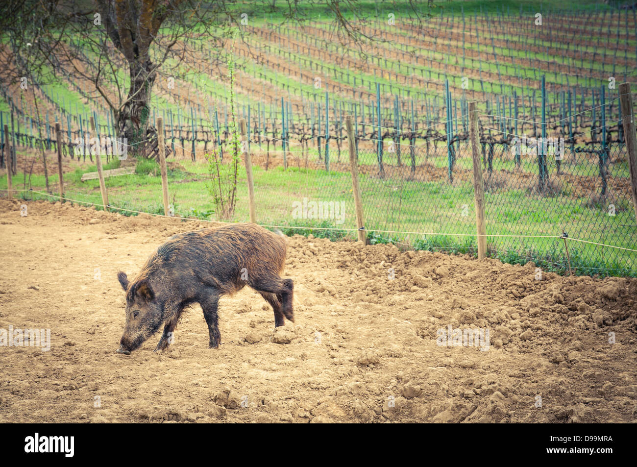 A wild boar raising farm near San Gimignano, Tuscany, Italy Stock Photo ...