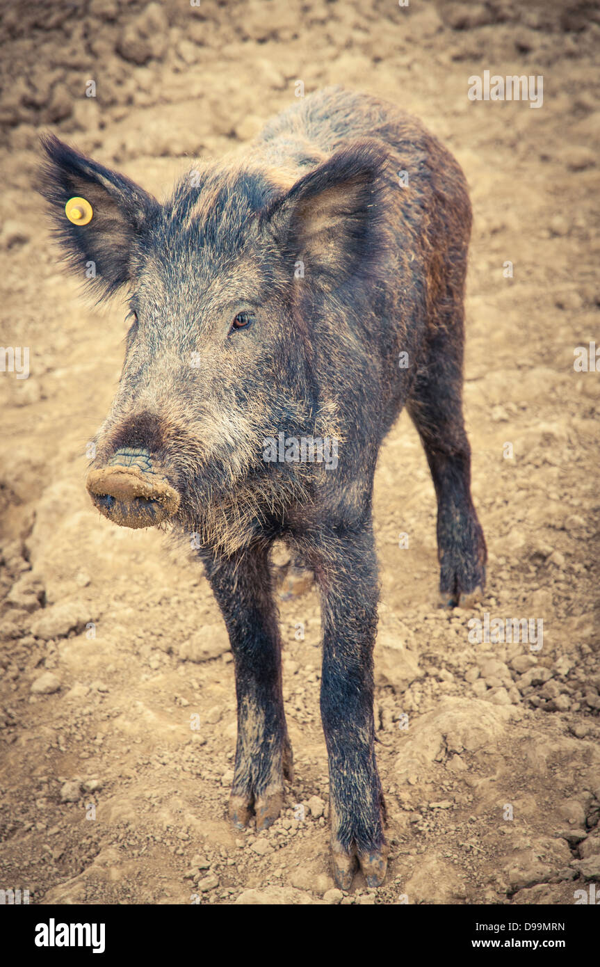 A wild boar raising farm near San Gimignano, Tuscany, Italy Stock Photo ...