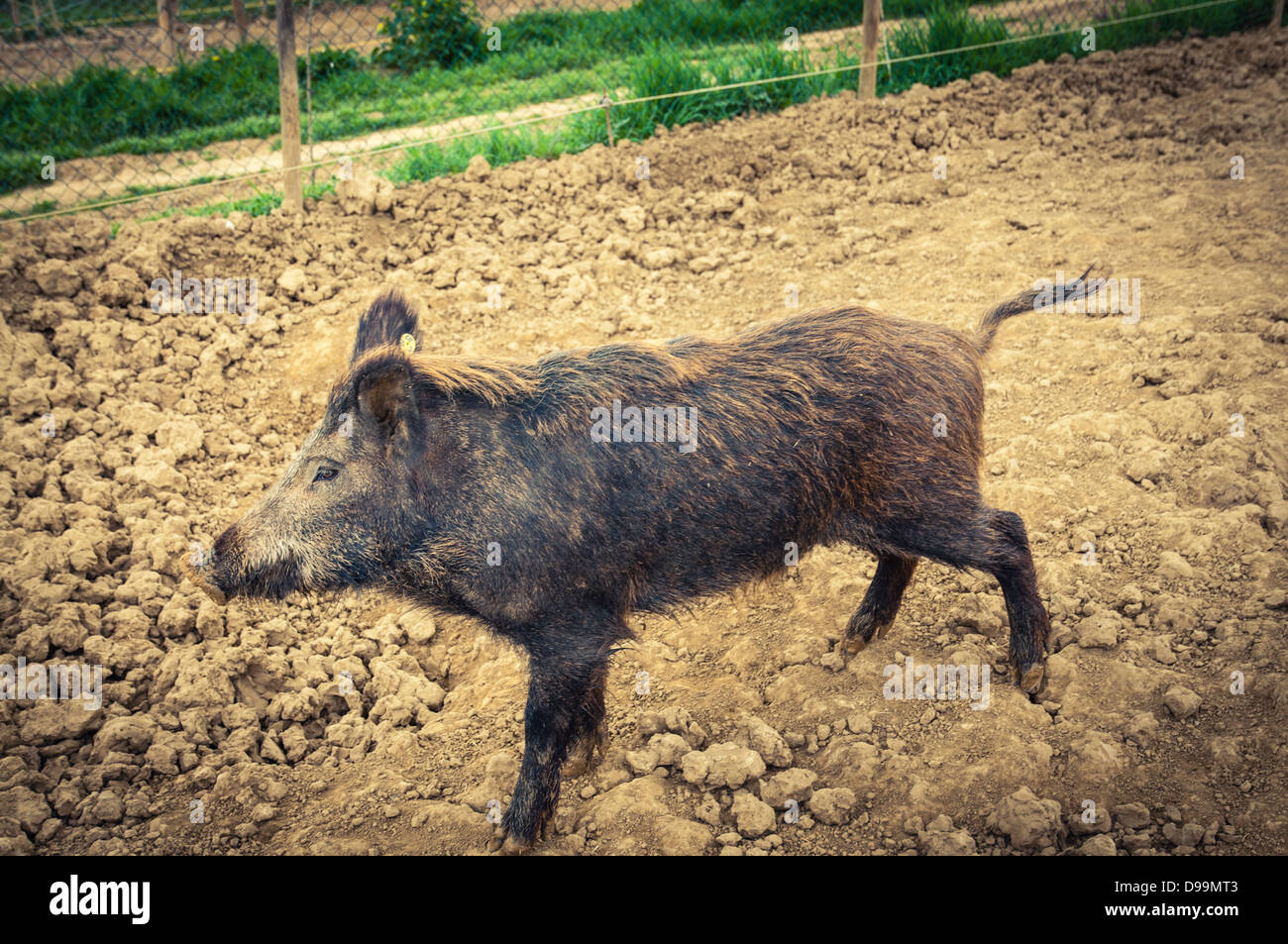 A wild boar raising farm near San Gimignano, Tuscany, Italy Stock Photo ...