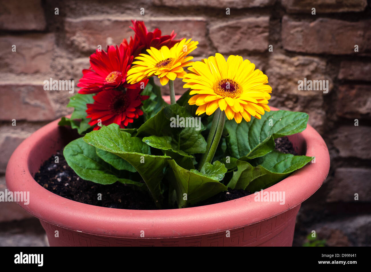 A pot with colourful Gerbera Stock Photo - Alamy