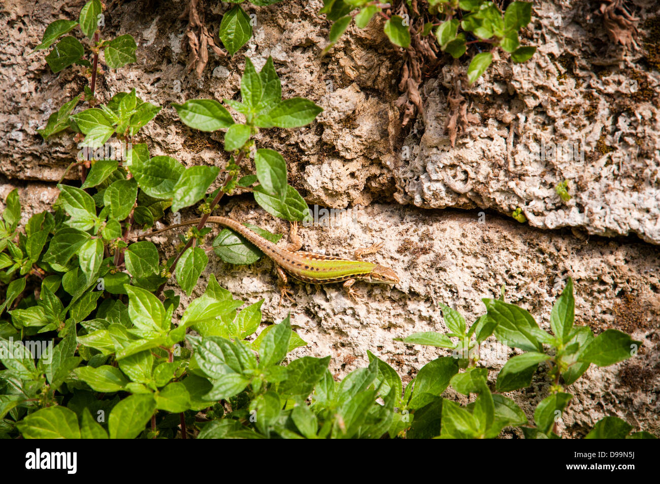 A green lizard on a wall, Tuscany, Italy Stock Photo - Alamy