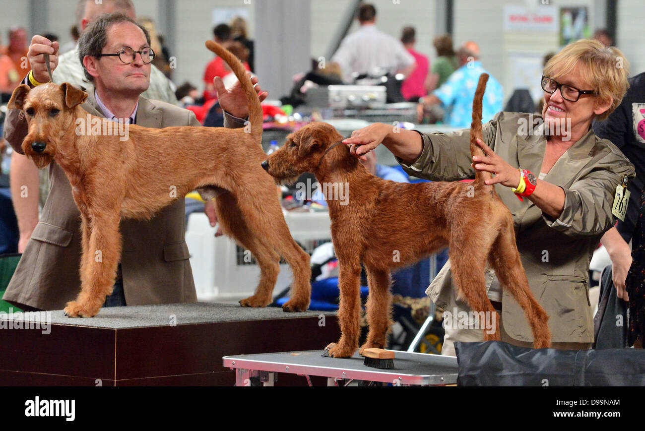 What Is The National Dog Of Ireland