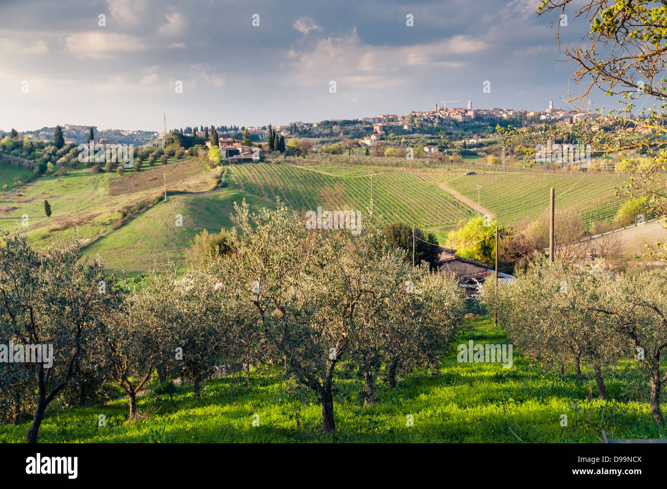 Typical Tuscan landscape with olive trees and rolling hills with Sienna ...