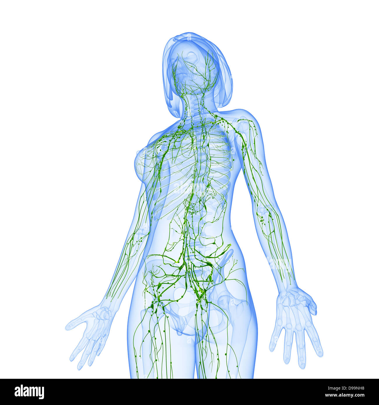 Lymphatic system of neck and head High Resolution Stock Photography and ...