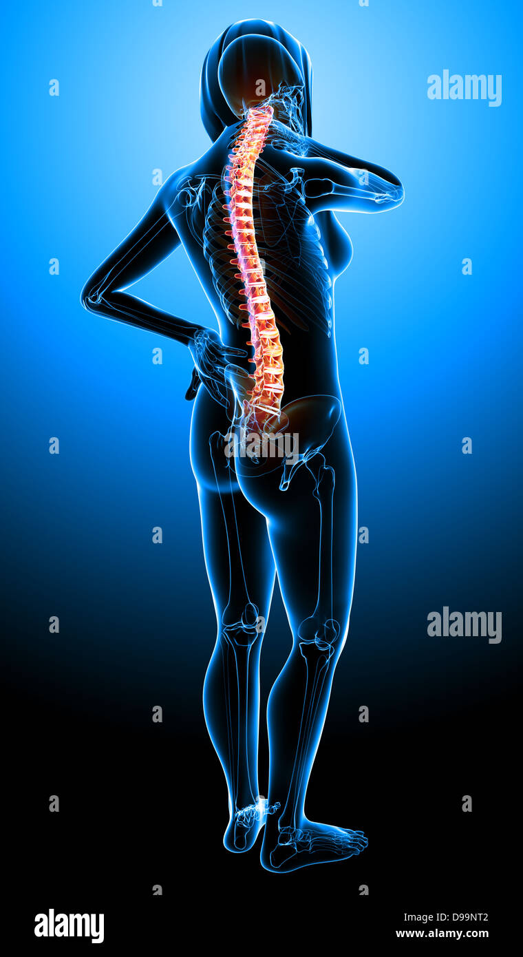 Human back pain anatomy Stock Photo - Alamy
