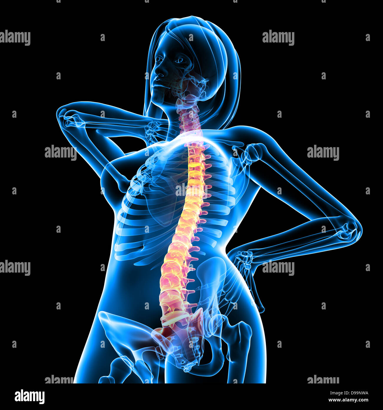 Human back pain anatomy Stock Photo - Alamy