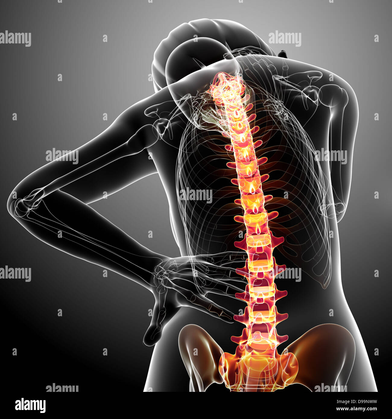 Human back pain anatomy Stock Photo - Alamy