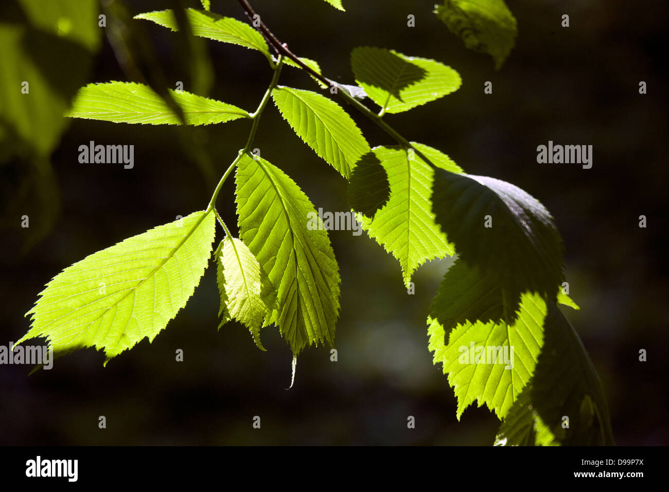 Ulmus glabra the Wych elm or Scots elm in close up Kemeru National Park ...