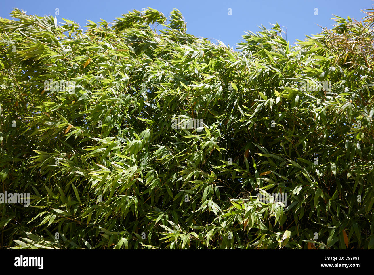 bamboo plants blowing in the wind against blue sky Stock Photo - Alamy