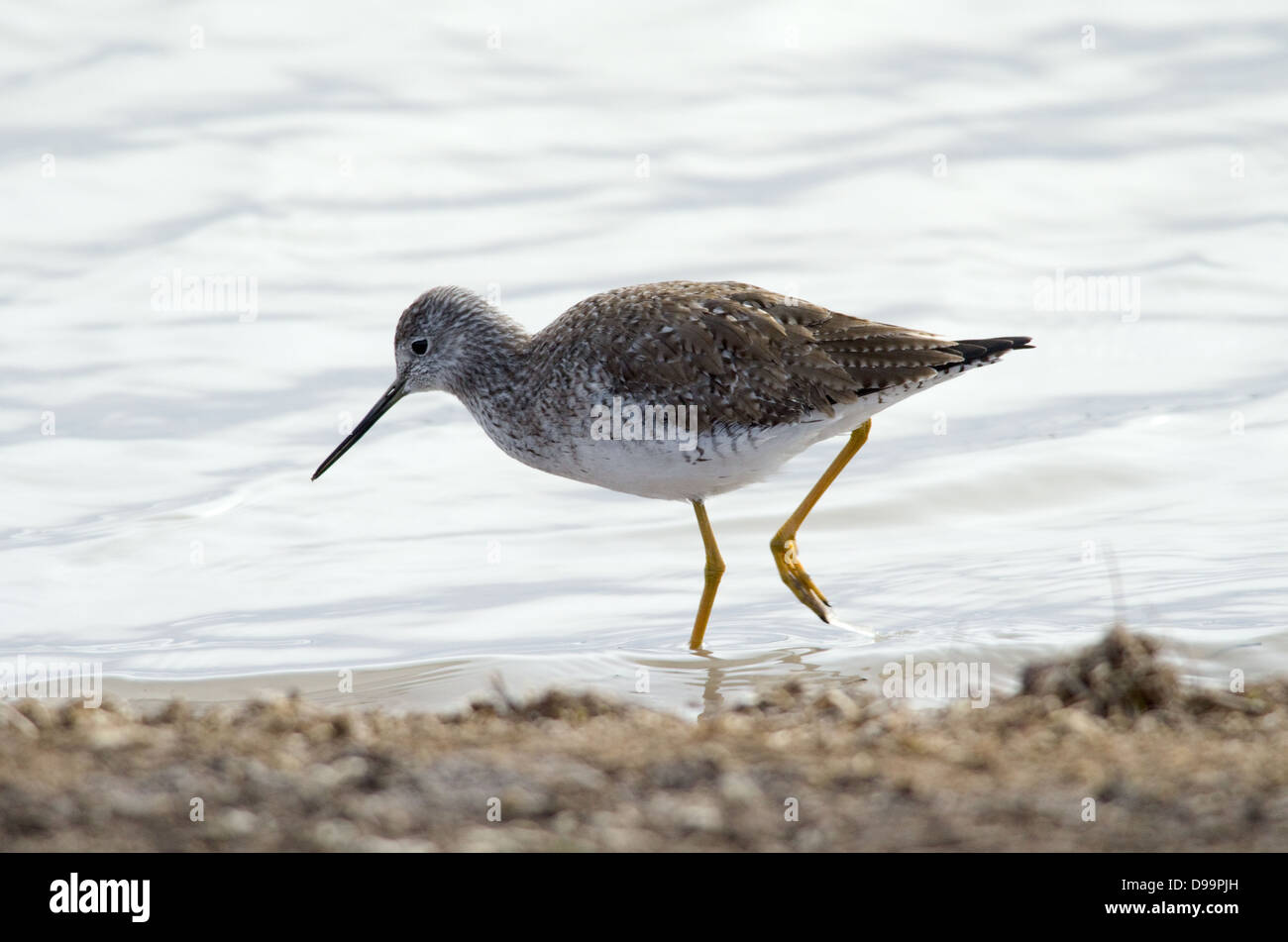 Lesser Yellowlegs, (Tringa flavipes), Bosque del Apache National ...