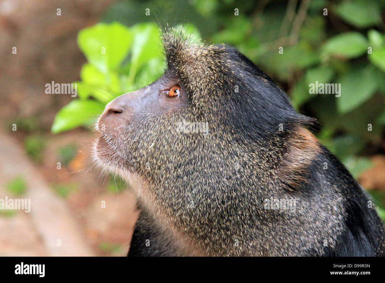 Close-up of a Blue Monkey (Cercopithecus Mitis), Lake Manyara, Tanzania ...