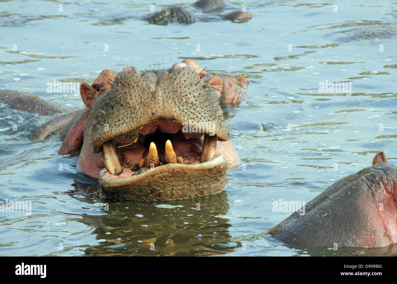 Hippopotamus (Hippopotamus Amphibius) Showing Teeth, Serengeti ...