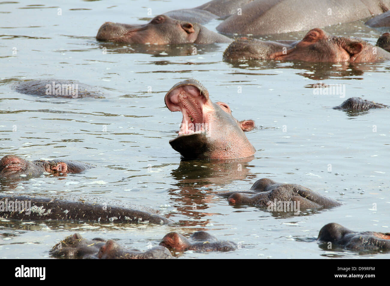 Hippo with calf hi-res stock photography and images - Alamy
