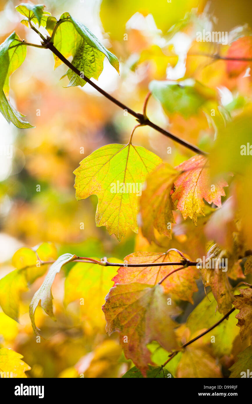Colourful autumnal leaf hi-res stock photography and images - Alamy
