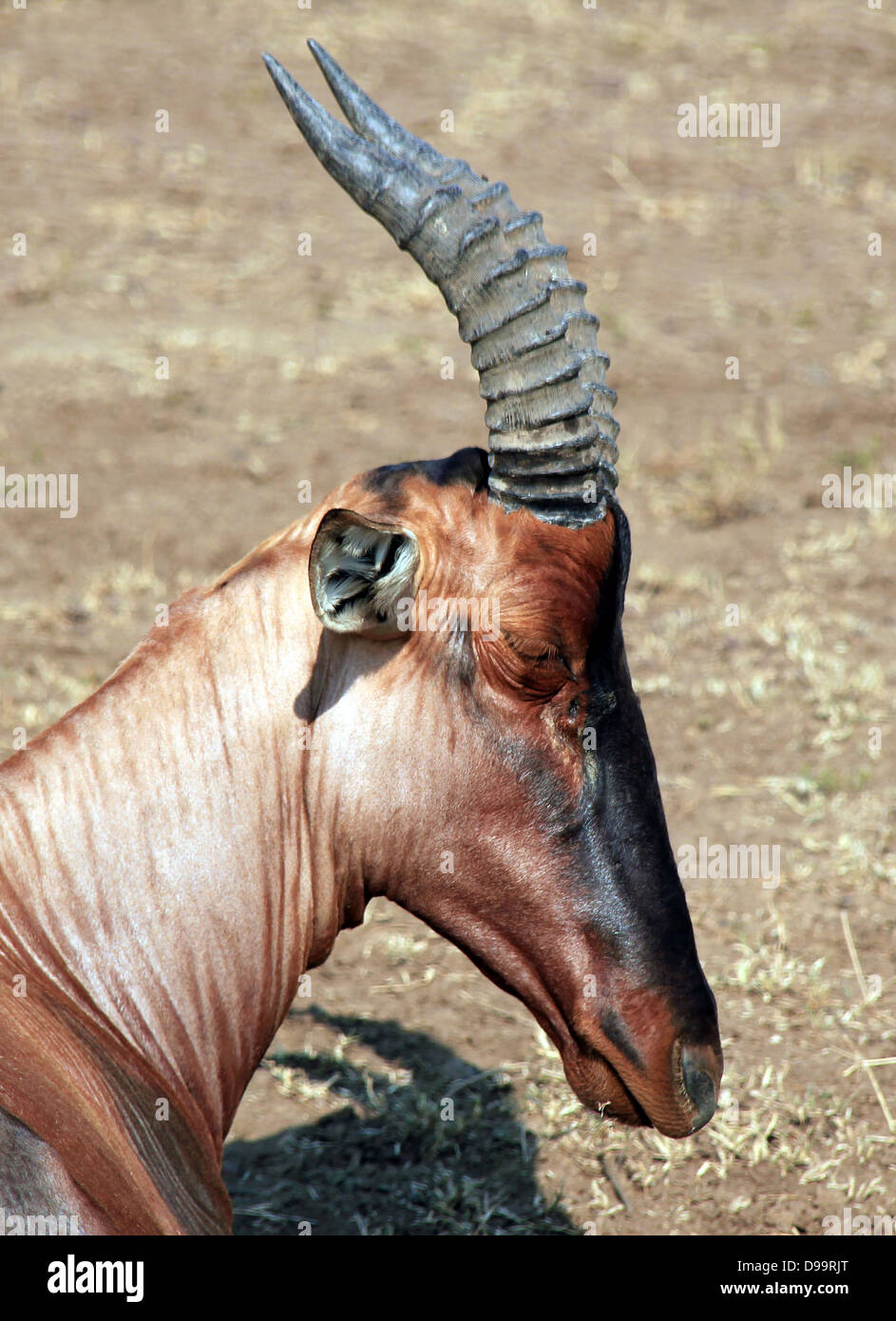 Topi hi-res stock photography and images - Alamy