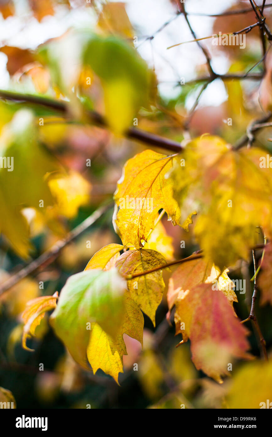 Colourful autumnal leaf hi-res stock photography and images - Alamy
