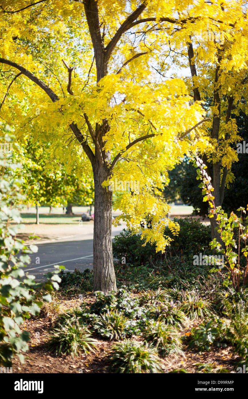 A tree in autumn with bright yellow leaves Stock Photo - Alamy