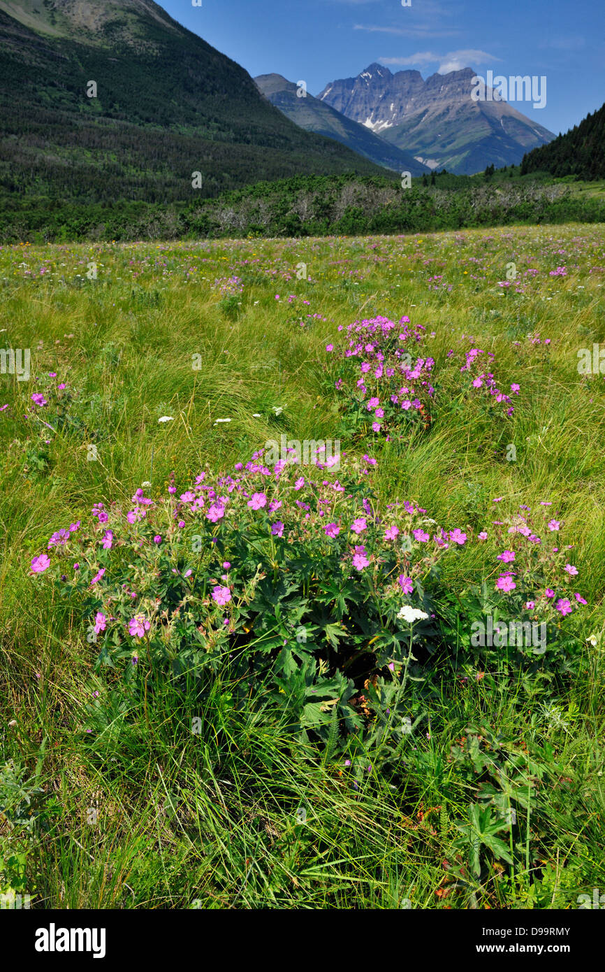 Foothills wildflowers display- Sticky geranium viscosissimum Waterton ...