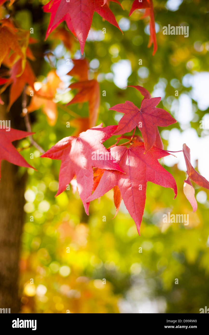 Light dappled leaves hi-res stock photography and images - Alamy