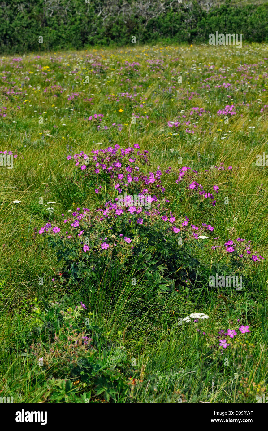Foothills wildflowers display- Sticky geranium viscosissimum Waterton ...