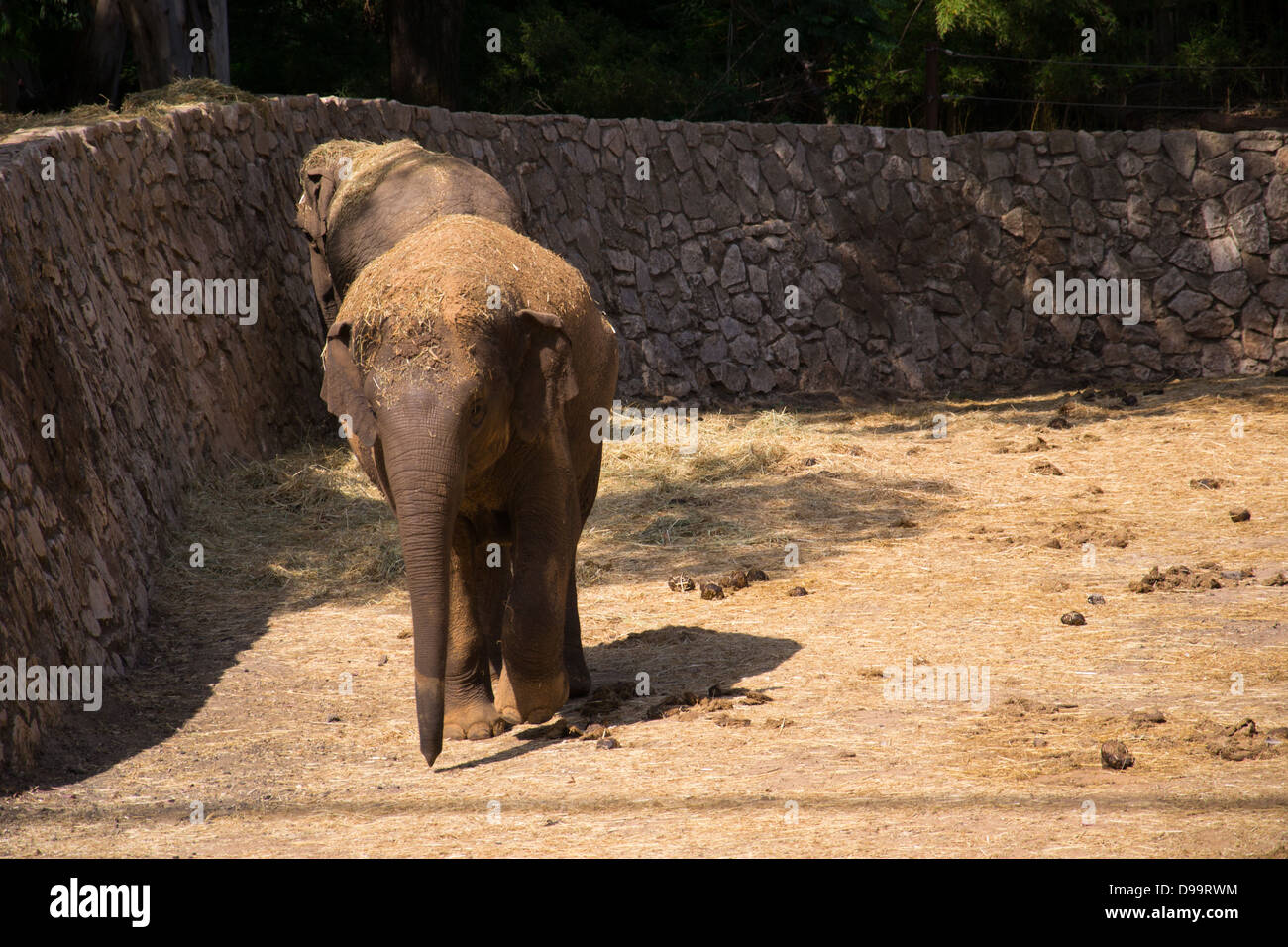 Elephants eating hay in a zoo Stock Photo - Alamy