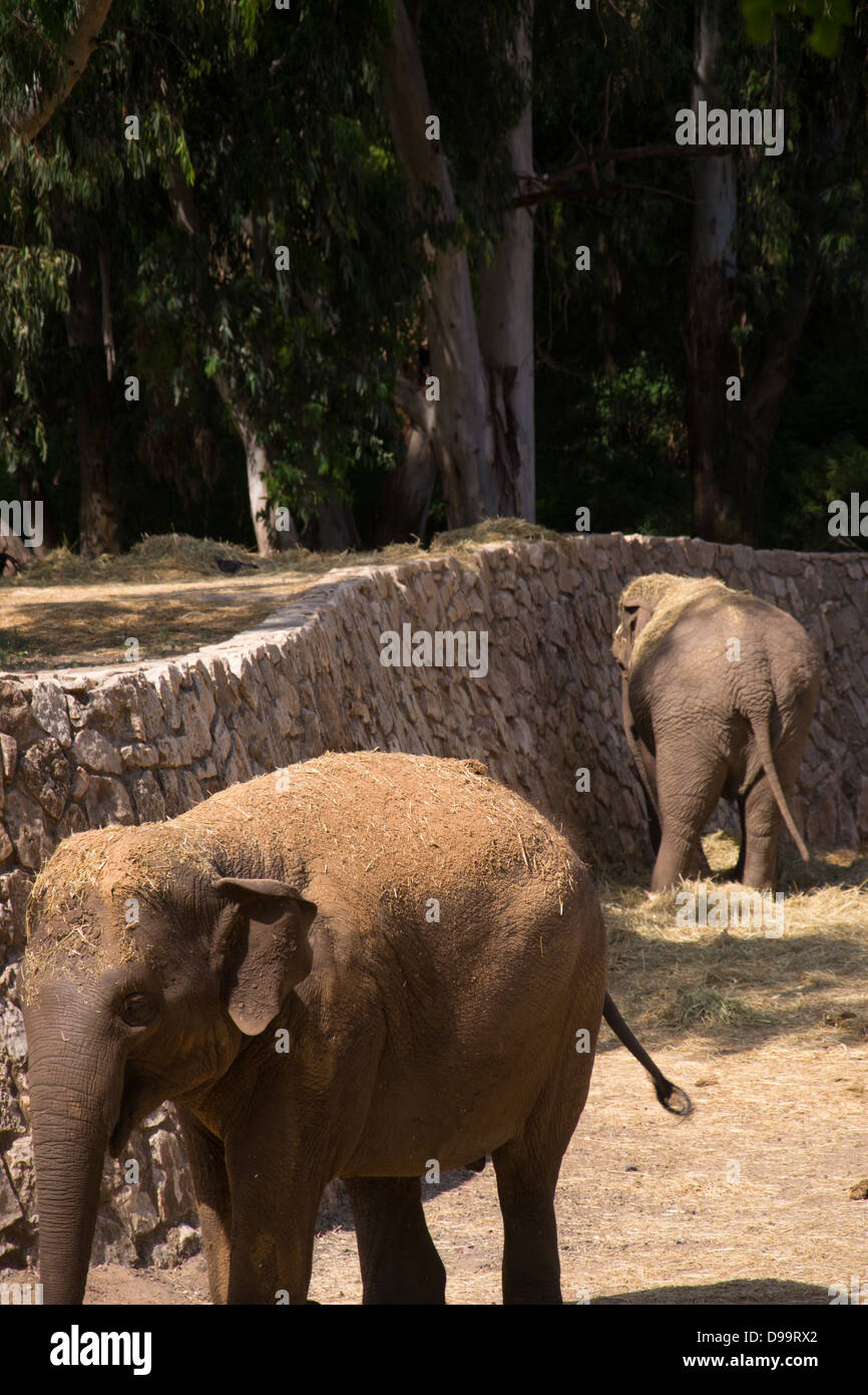 Elephants eating hay in a zoo Stock Photo - Alamy