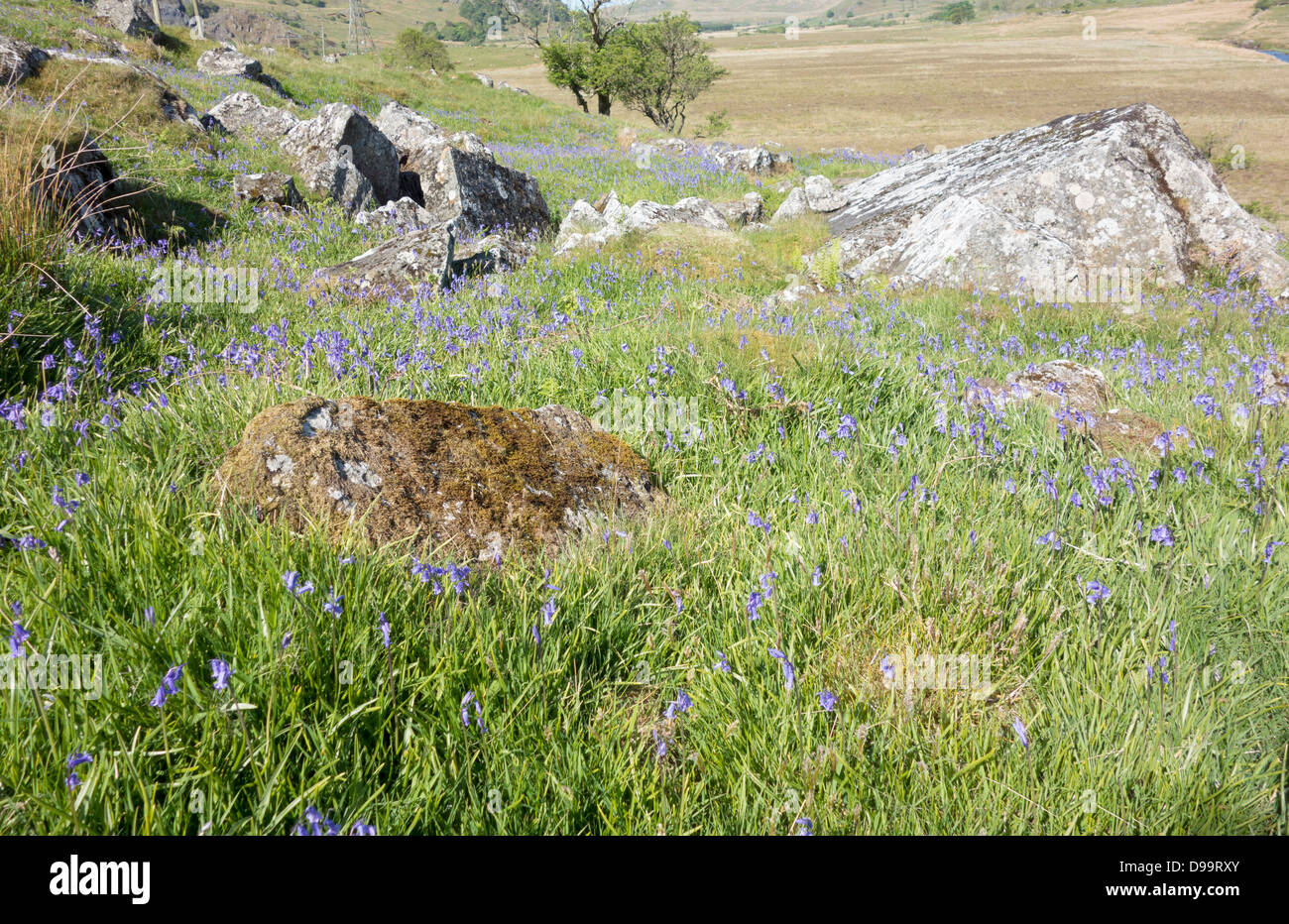 Welsh mountain bluebells in the Arenigs Stock Photo - Alamy