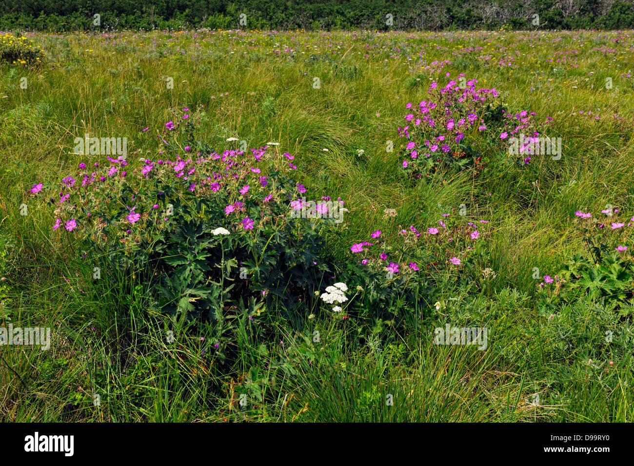 Foothills wildflowers display- Sticky geranium viscosissimum Waterton ...