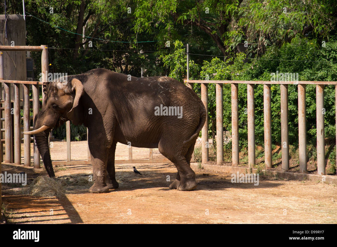 Elephant eating hay in a zoo Stock Photo - Alamy