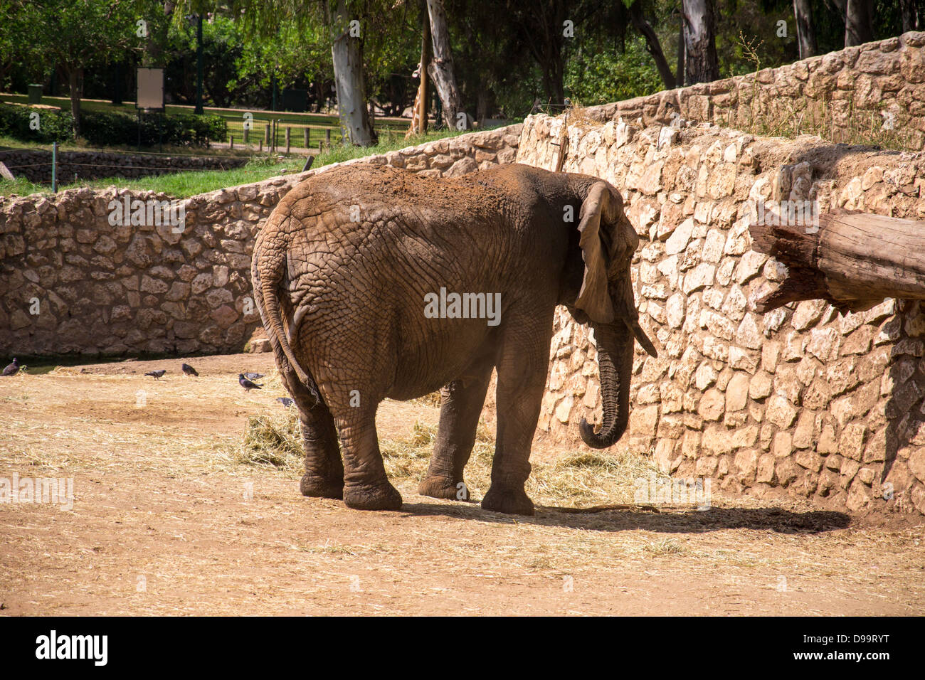 Elephant eating hay in a zoo Stock Photo - Alamy