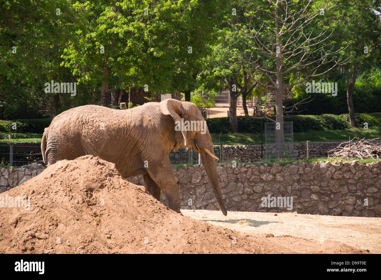 A male elephant walking calmly in the zoo Stock Photo - Alamy